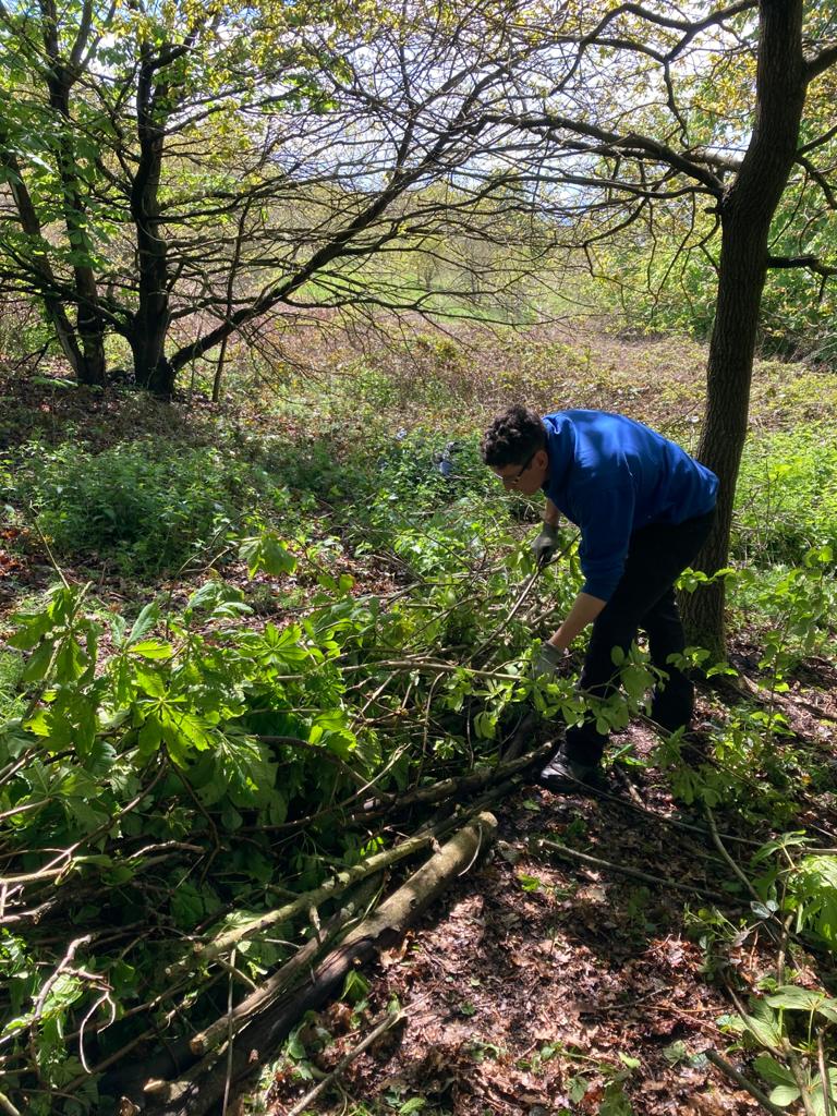 Tree 'Popping' in the Parkland - Castle Bromwich Historic Gardens